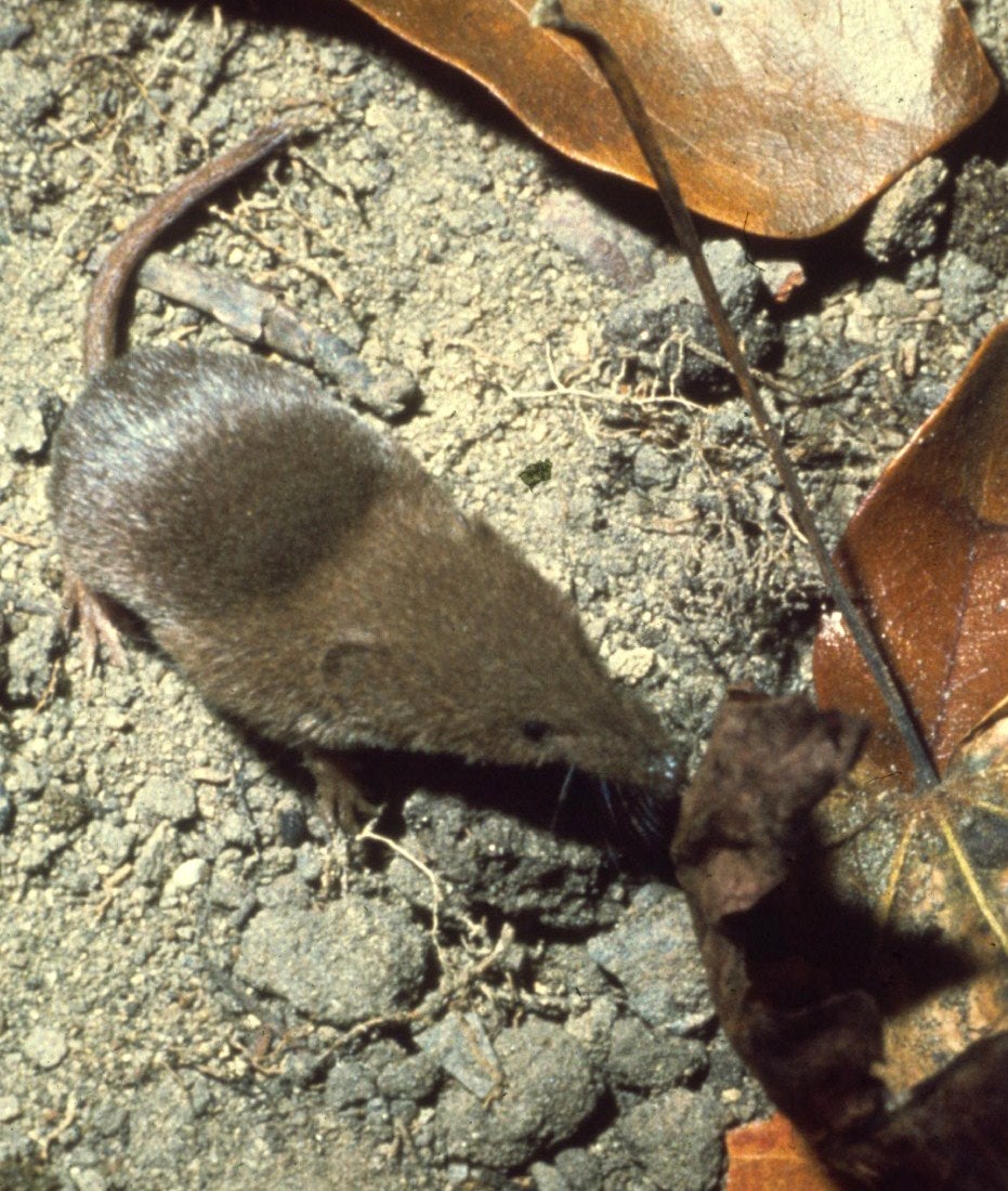 Southeastern Shrew | Outdoor Alabama
